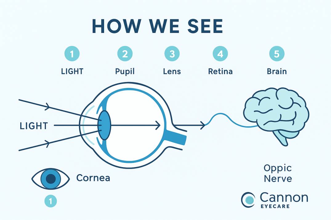 Eye Anatomy Explained by Experts - Cannon EyeCare